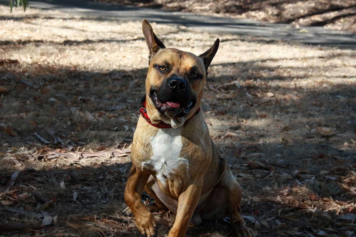 Scruffer Lovers Fundraiser for Phoenix