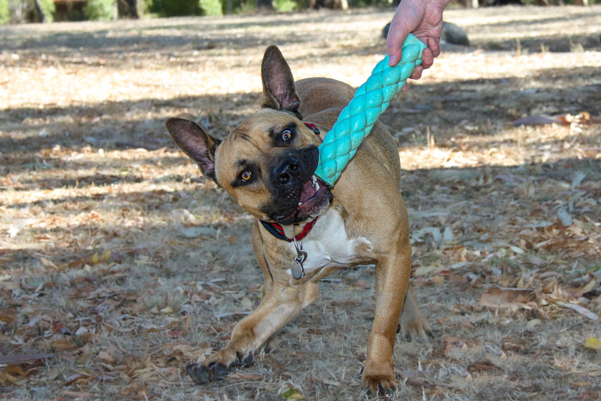 Scruffer Lovers Fundraiser for Phoenix