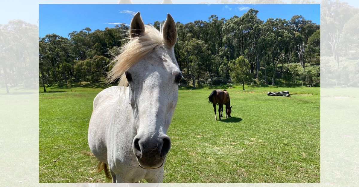 Hope for Horses Christmas Raffle 2024