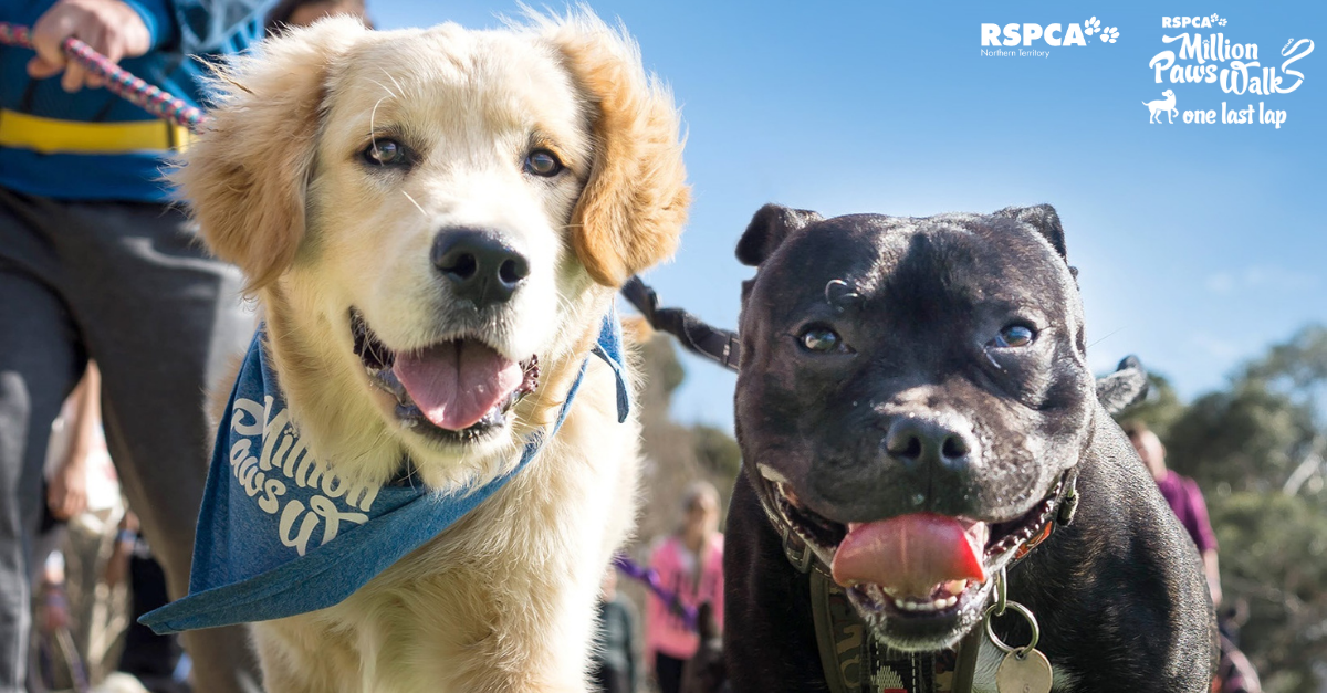 RAFFLE FOR THE MILLION PAWS WALK!