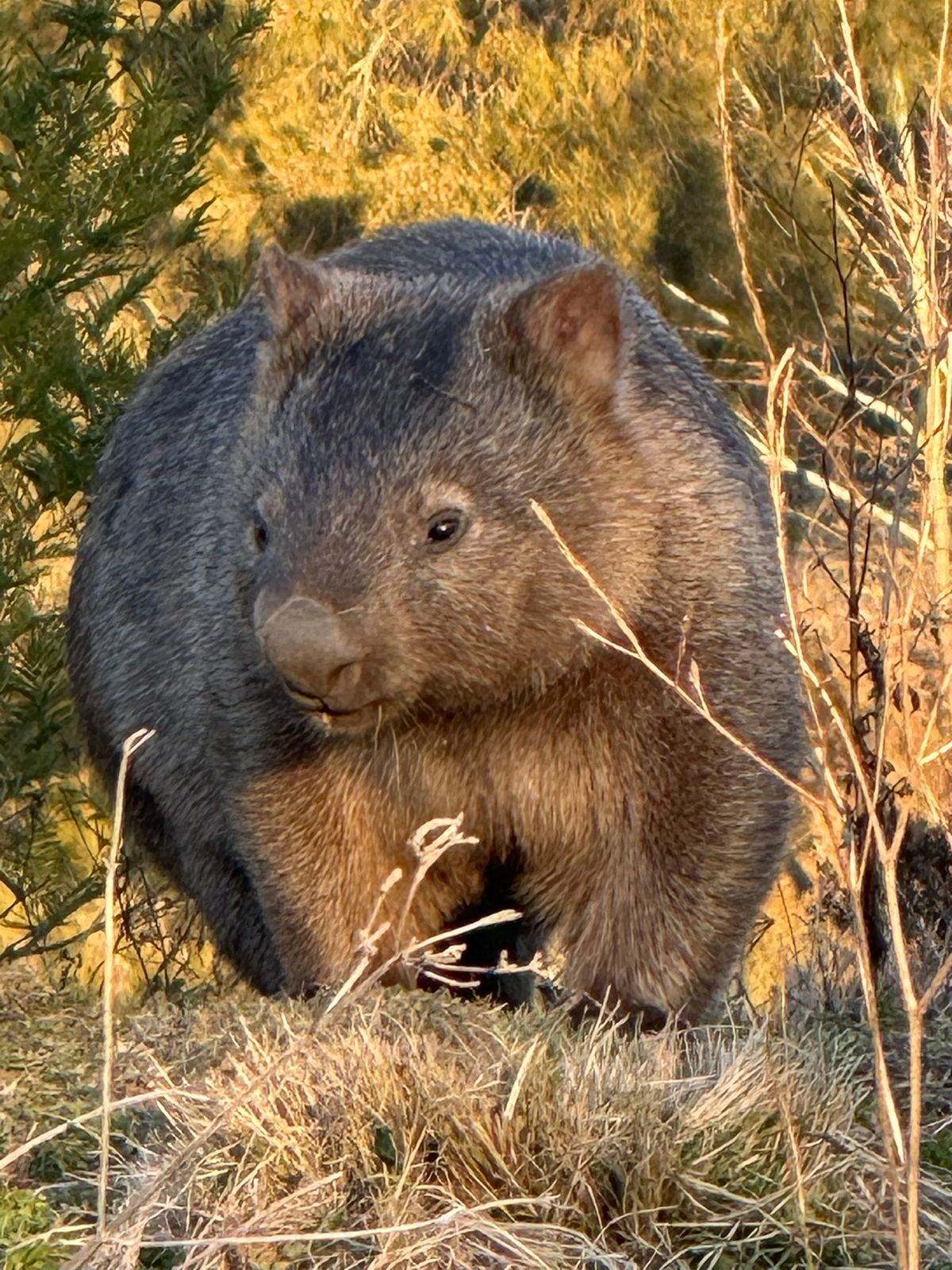 Wombat Sanctuary Fund Raffle