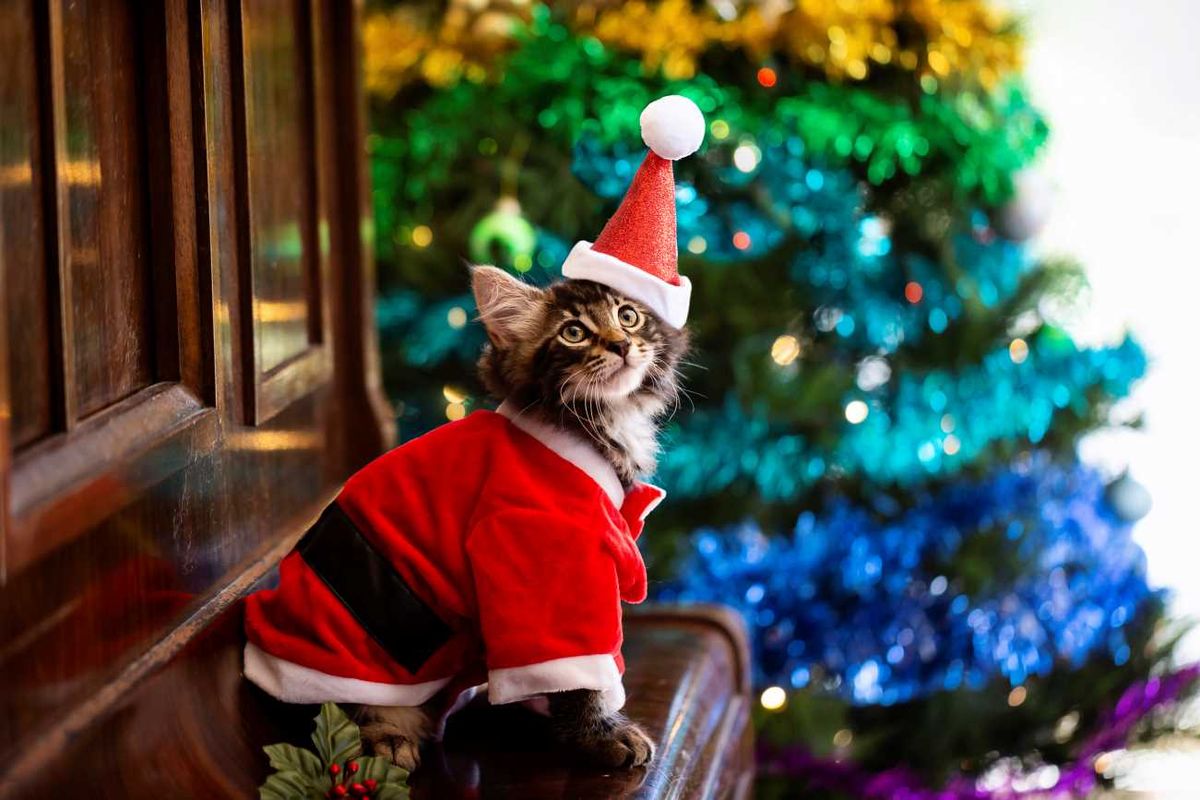 Mega Xmas Raffle 2023