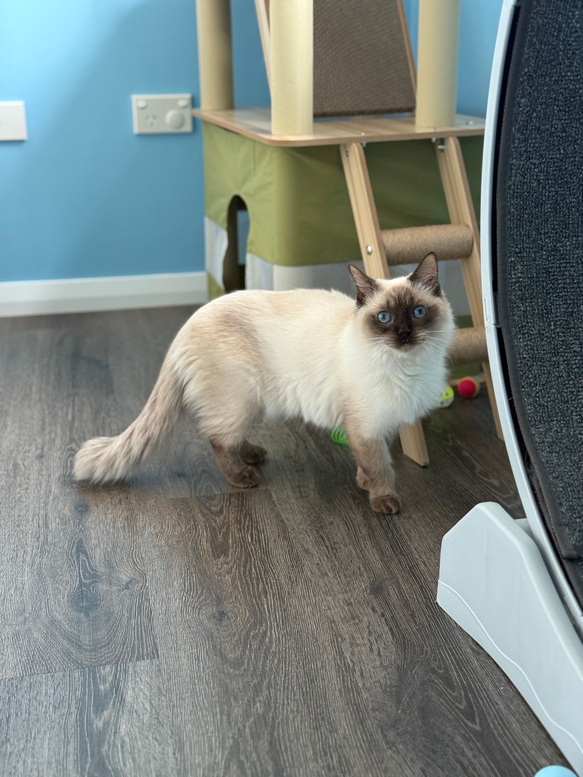 RaffleTix | Illawarra Cat Rescue Spring Raffle